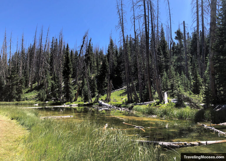 Alpine Pond Loop: A Short, Shaded Trail in Cedar Breaks | Traveling Mooses